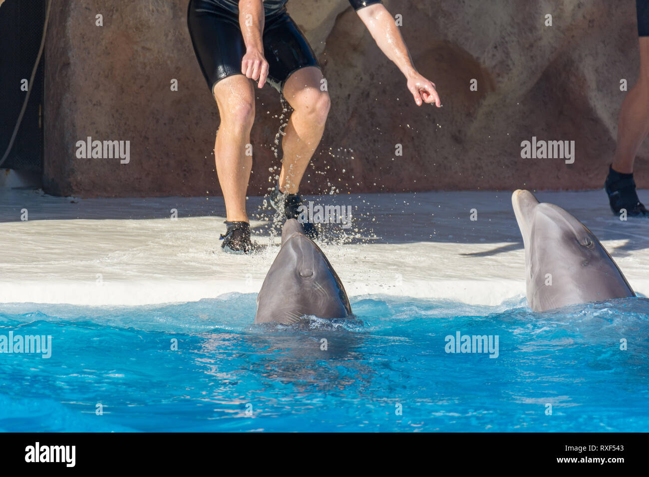 Detail of dolphins swimming in large pool Stock Photo - Alamy
