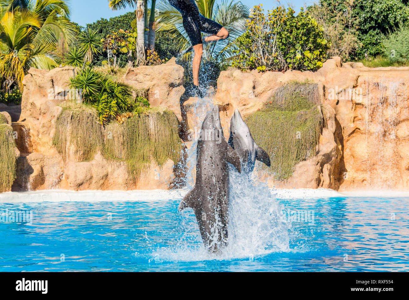 Dolphin Tricks Stock Photos & Dolphin Tricks Stock Images - Alamy