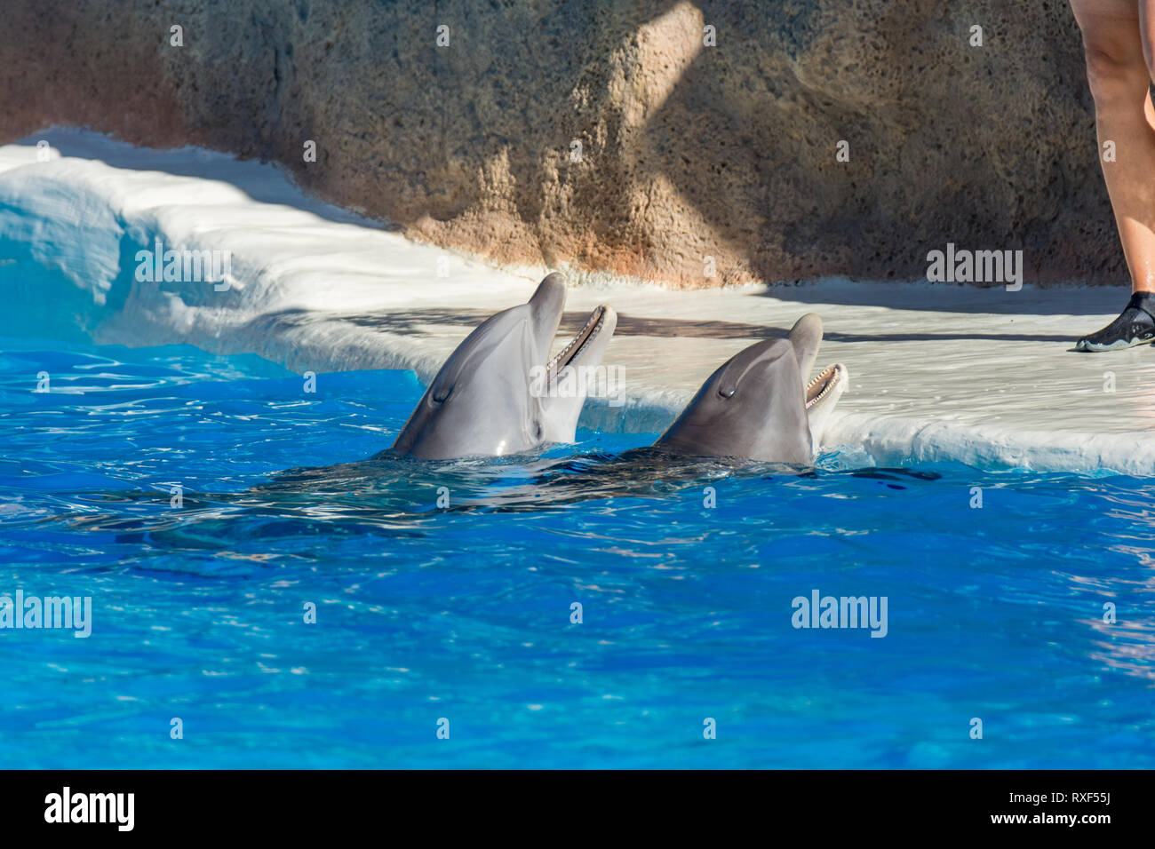 Detail of dolphins swimming in large pool Stock Photo - Alamy