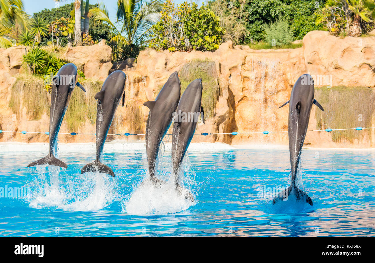 Zoo keeper with dolphin hi-res stock photography and images - Alamy