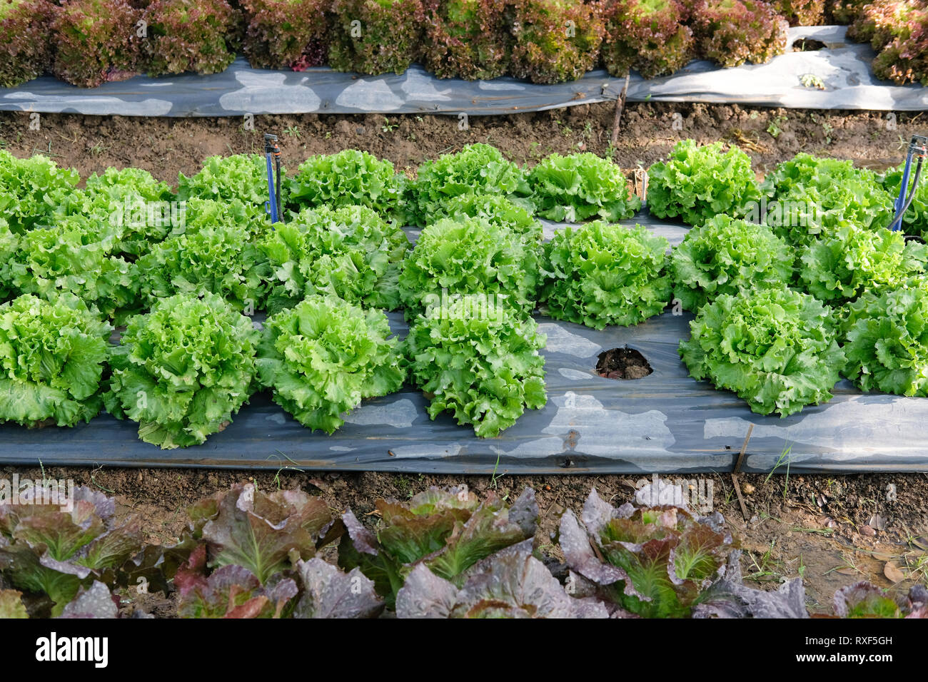 lettuce plant growing in farm. vegatable plantation in garden in ...