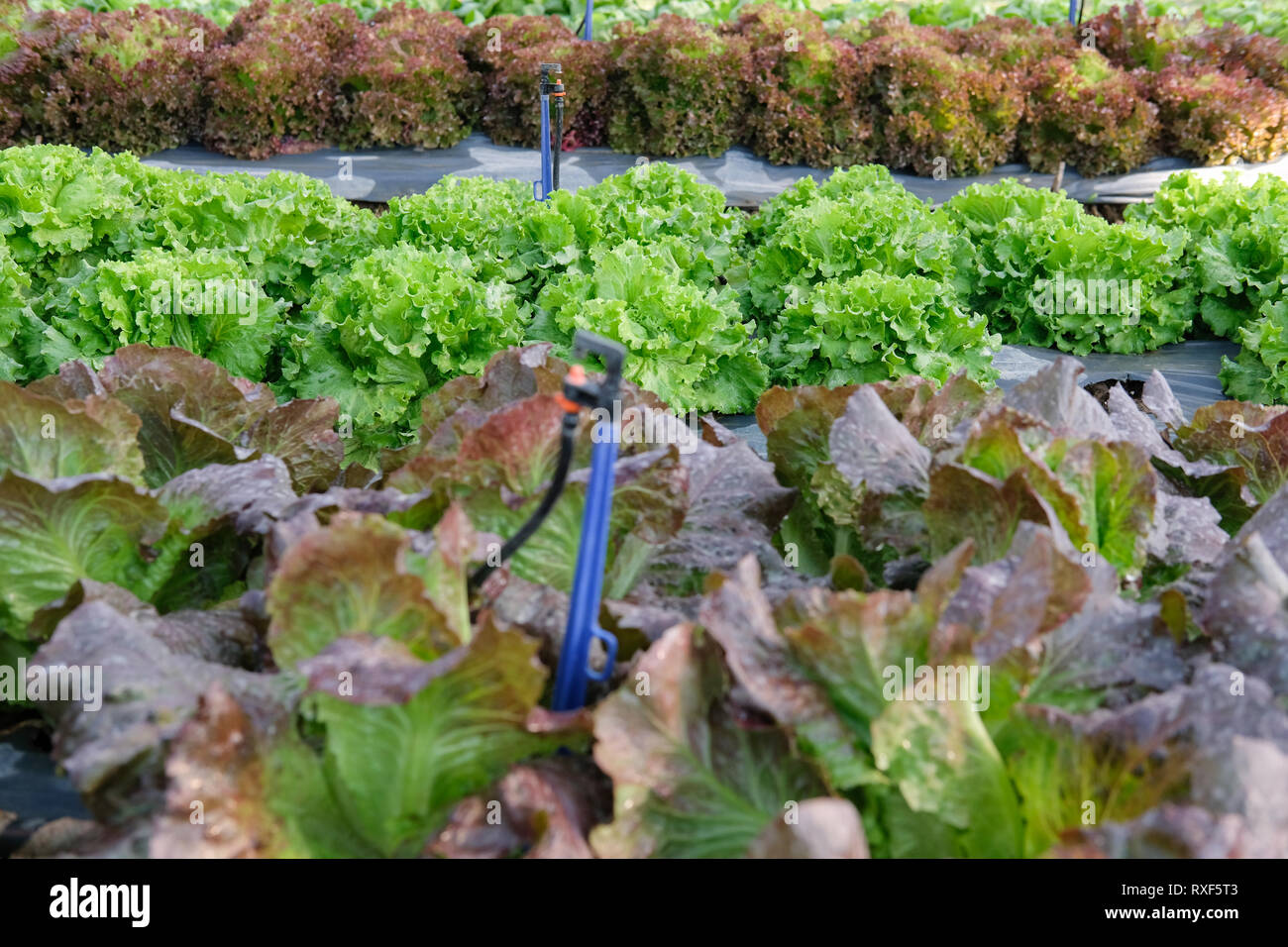 lettuce plant growing in farm. vegatable plantation in garden in ...