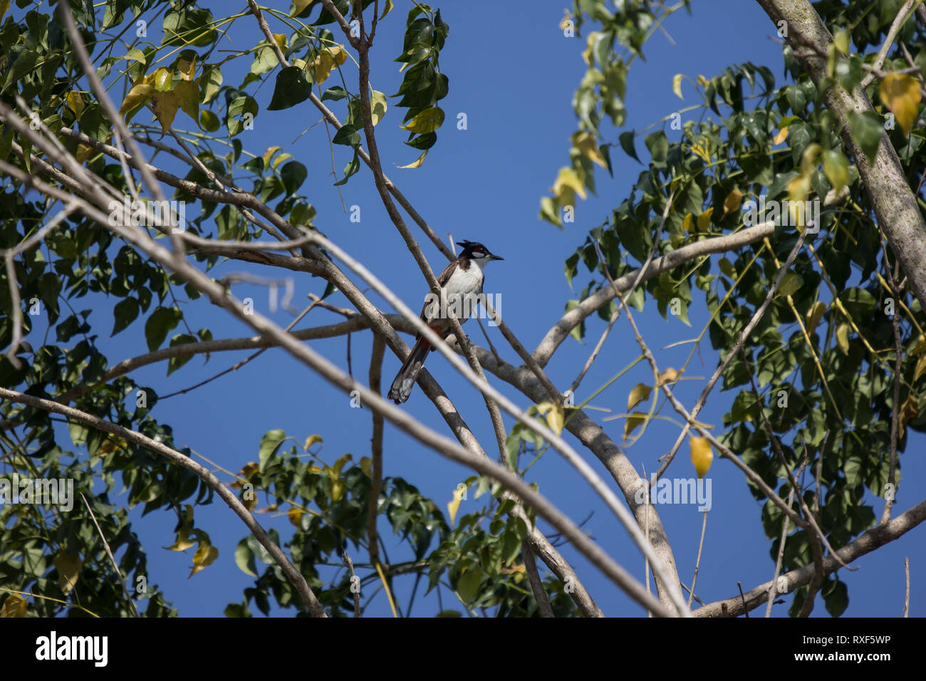 Red whiskered Bulbul Bird on Tree ,Pycnonotus jocosus Stock Photo - Alamy
