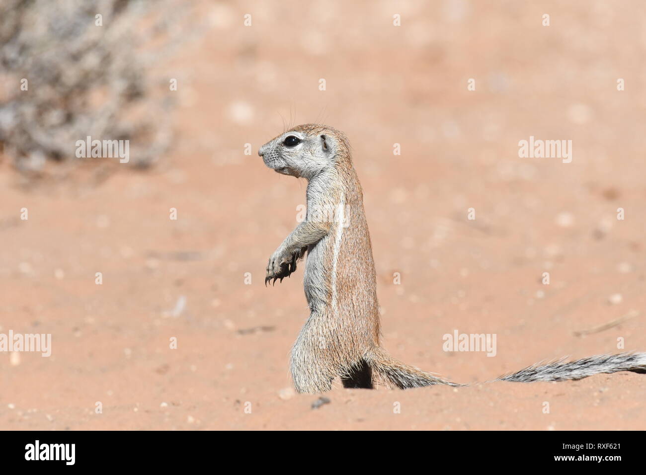 Safari, Kgalagadi Transfrontier Park, Namibia Stock Photo - Alamy