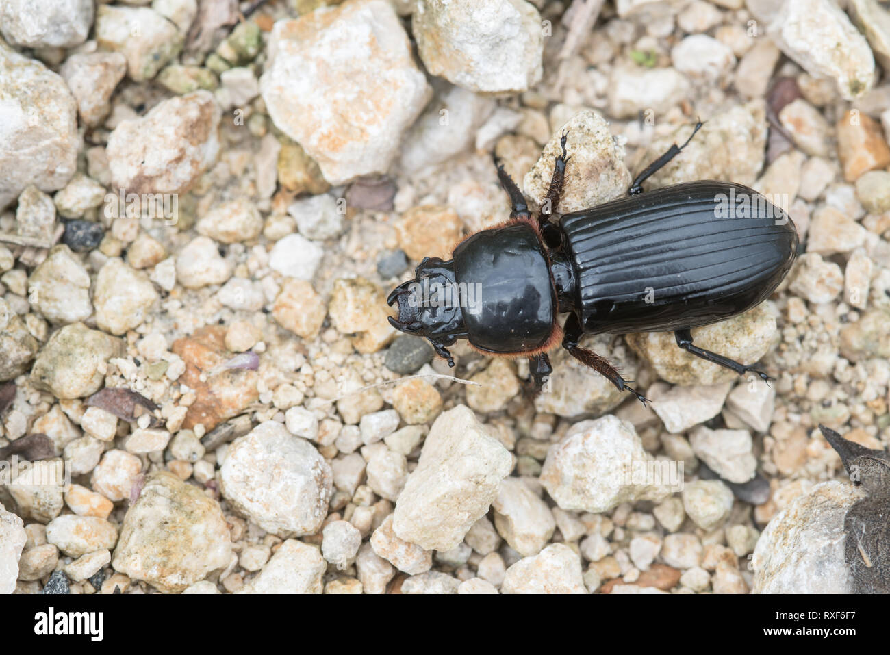 Shiny black beetle (with reflection from photographer in abdomen) from ...