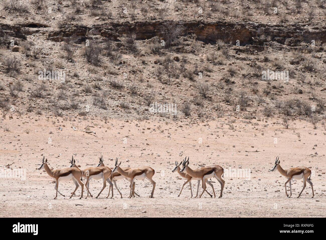 Safari, Kgalagadi Transfrontier Park, Namibia Stock Photo - Alamy