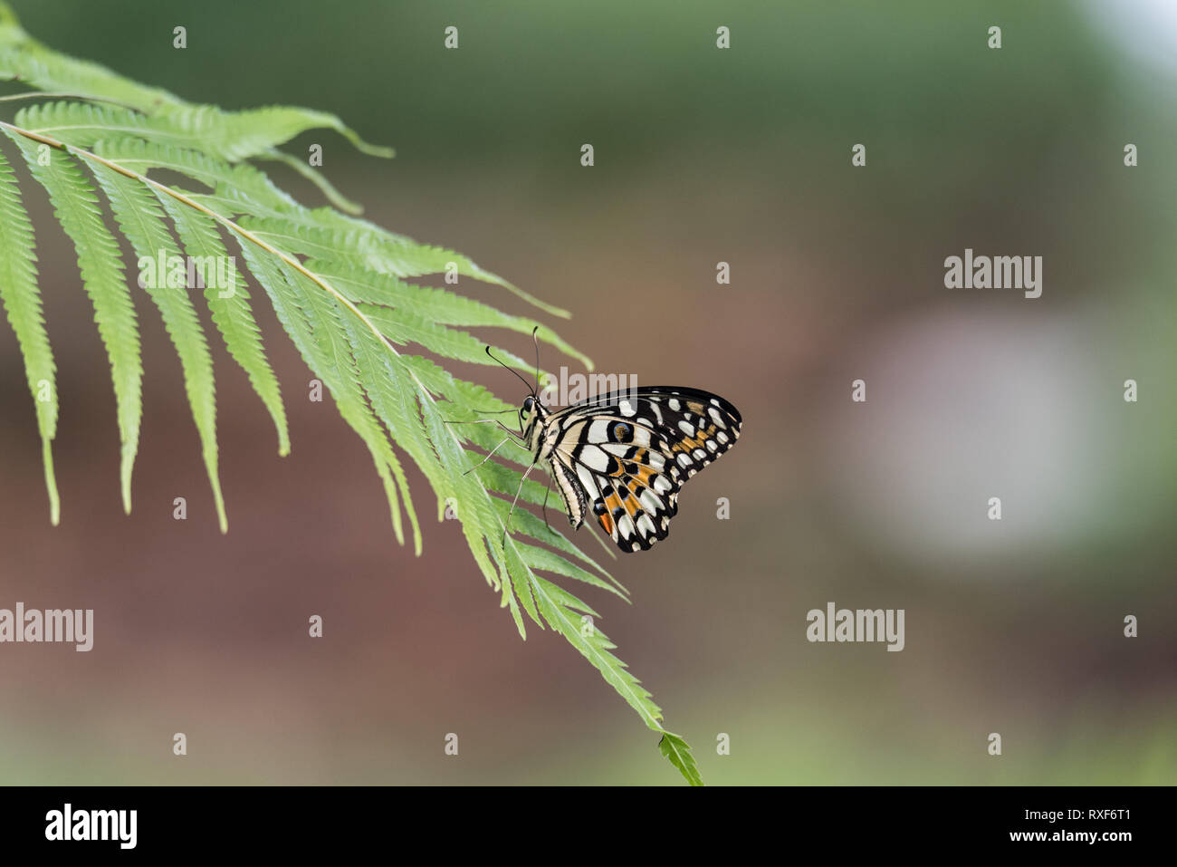 Citrus swallowtail hi-res stock photography and images - Alamy