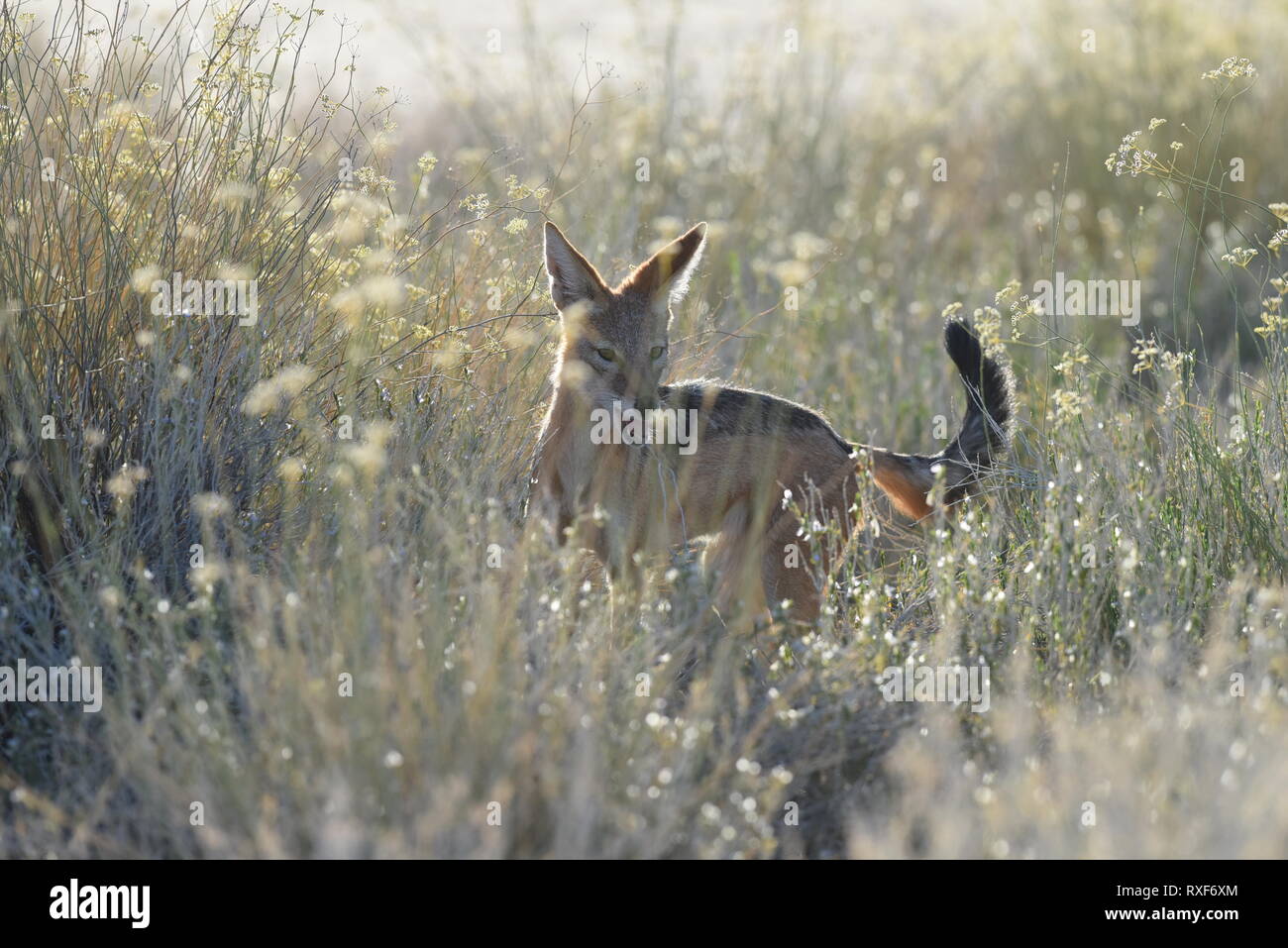 Safari, Kgalagadi Transfrontier Park, Namibia Stock Photo - Alamy