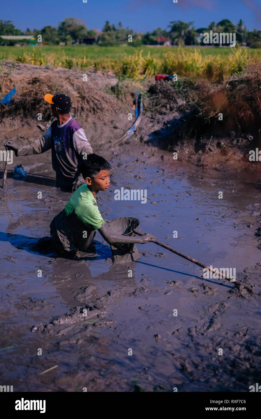 Children catch fish in mud hi-res stock photography and images - Alamy