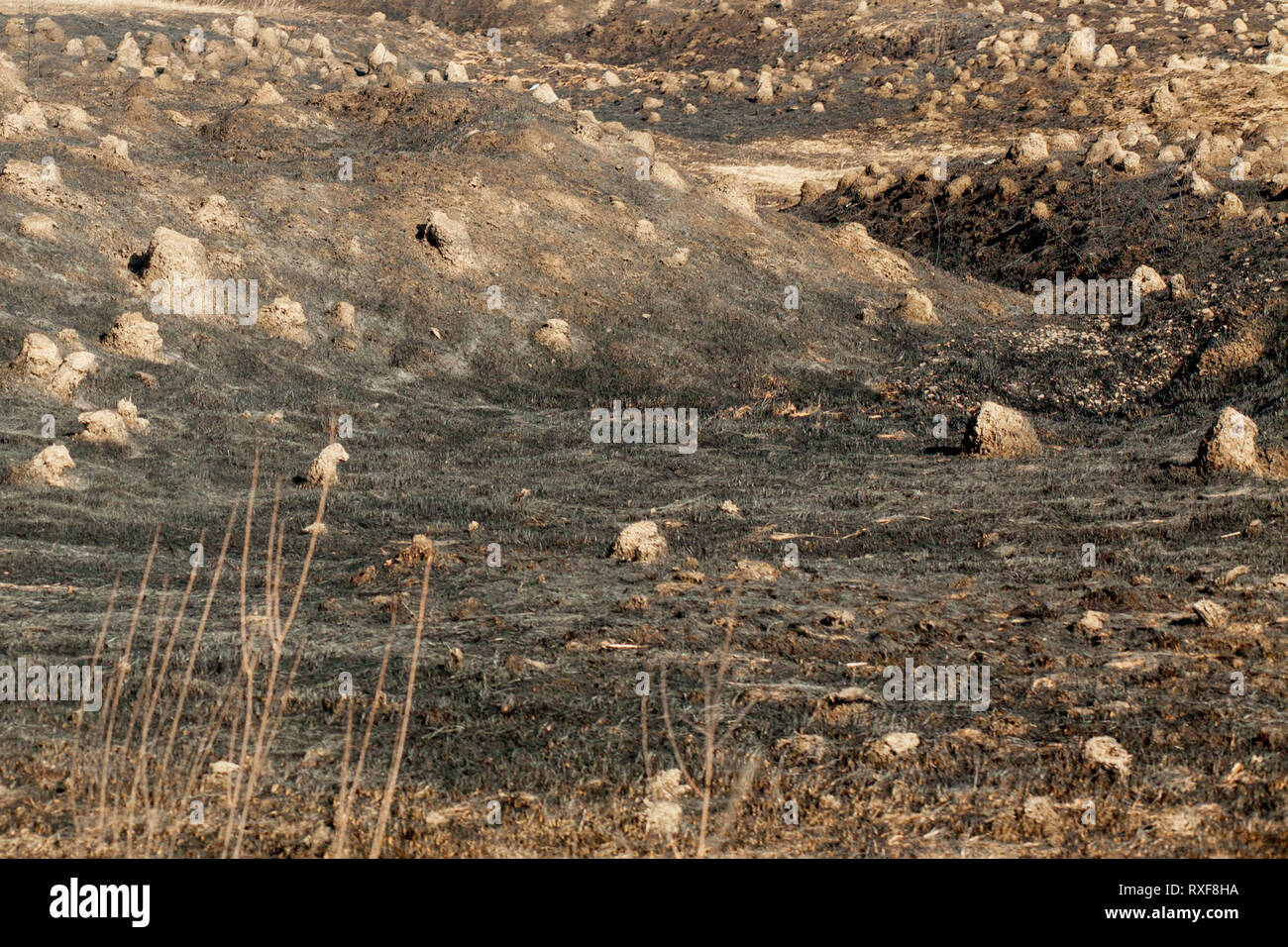 Burned black yellow grass texture hi-res stock photography and images ...