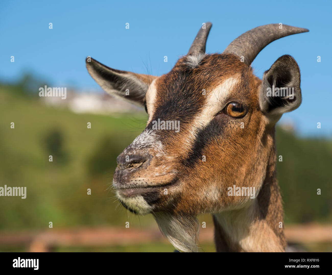Austria Goats High Resolution Stock Photography and Images - Alamy