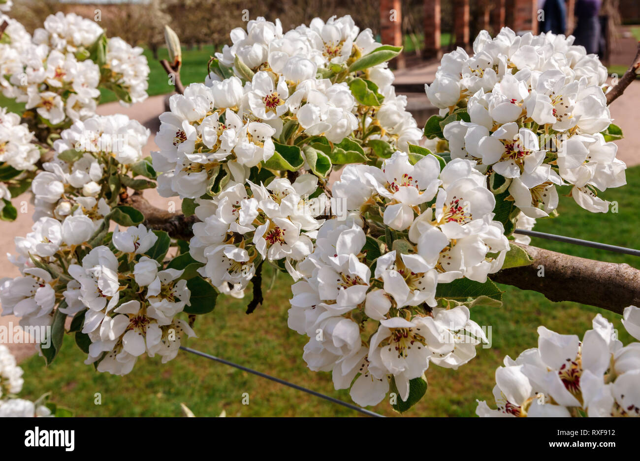 Fan apple trees hi-res stock photography and images - Alamy