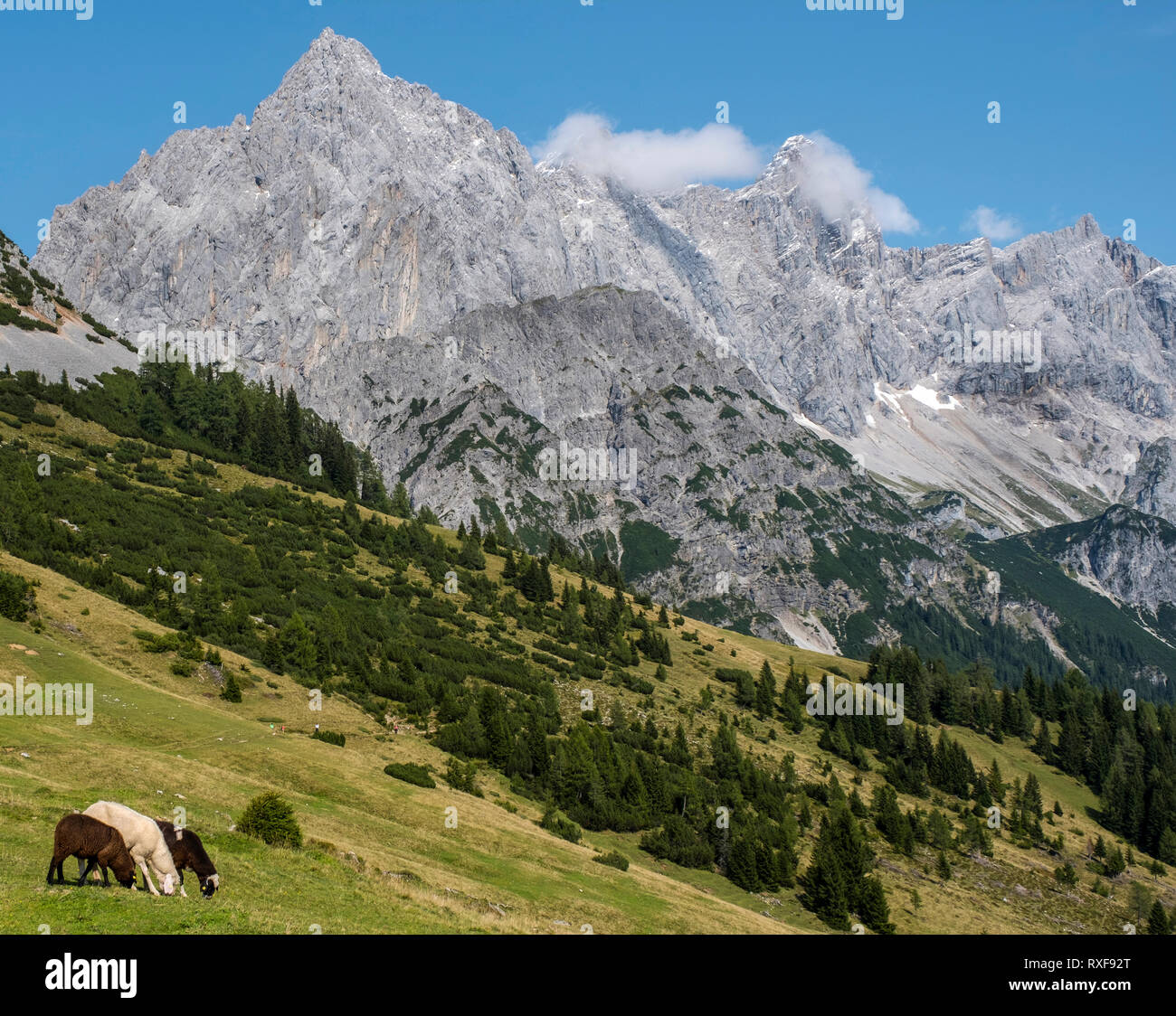 Sheep grazing in the Austrian Alps near Bachlalm Stock Photo - Alamy
