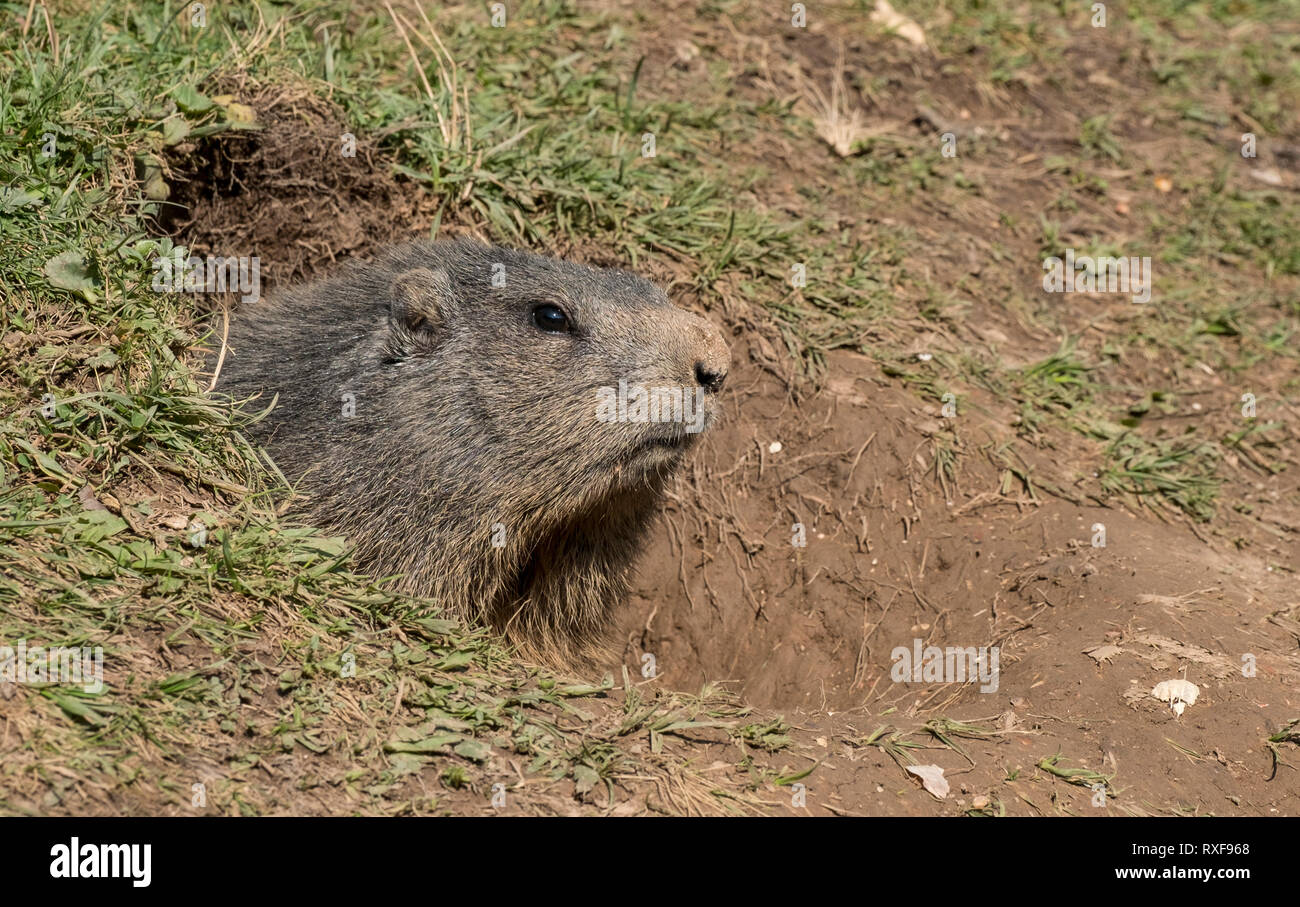 Alpine marmot (Marmota marmota) in the Austrian Alps, Europe Stock ...
