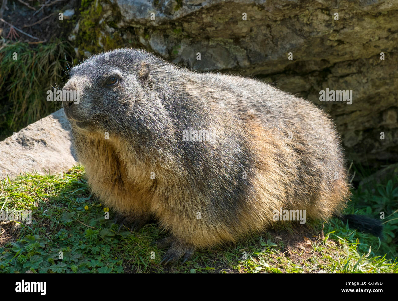 Alpine marmot (Marmota marmota) in the Austrian Alps, Europe Stock ...