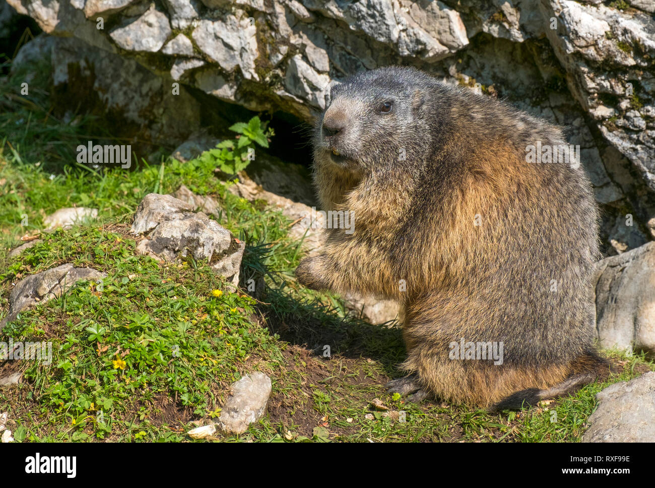 Alpine marmot (Marmota marmota) in the Austrian Alps, Europe Stock Photo - Alamy