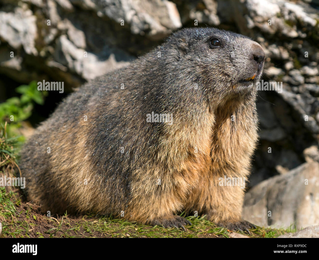 Marmota marmota hi-res stock photography and images - Alamy
