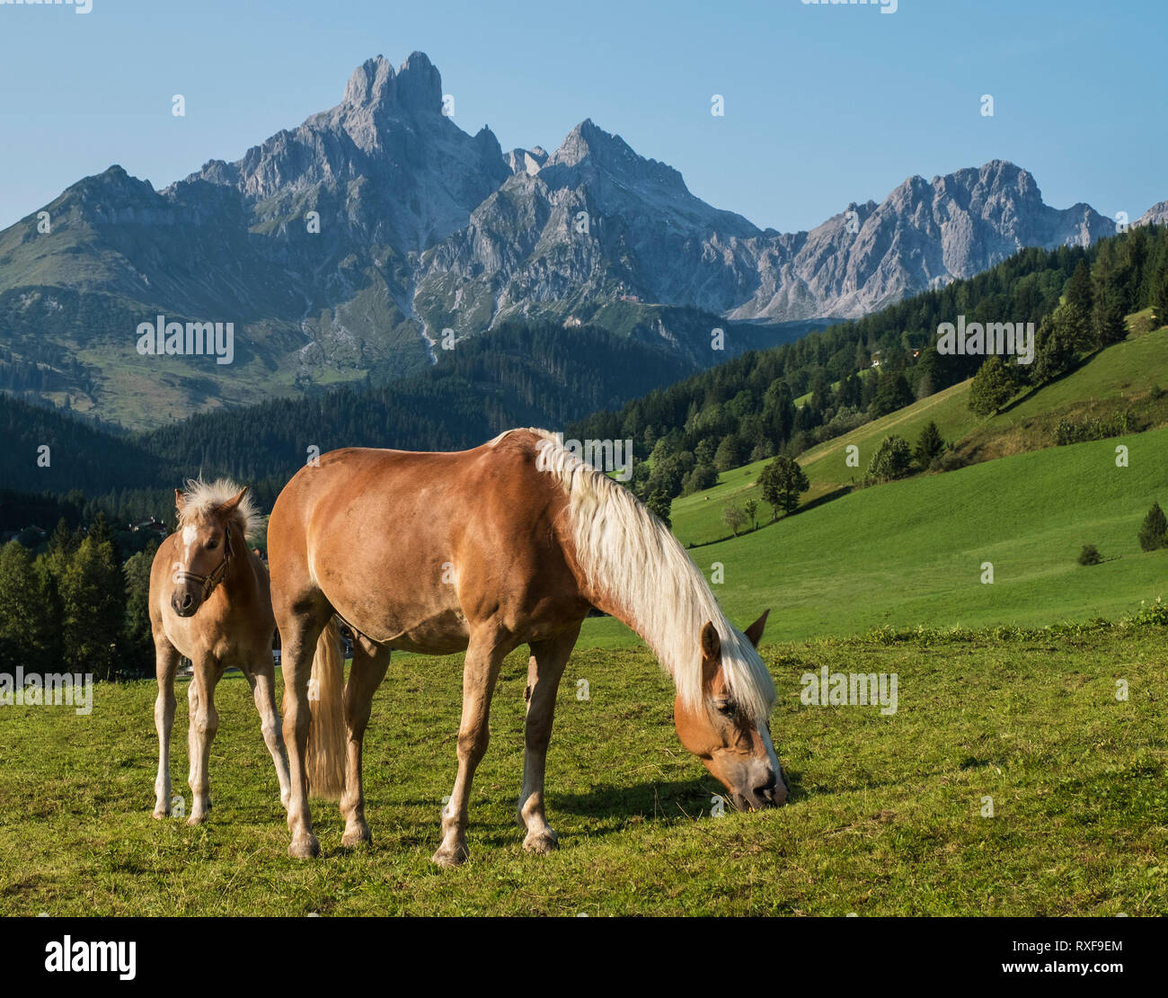 Haflingers, Filzmoos, Austria, Europe Stock Photo - Alamy