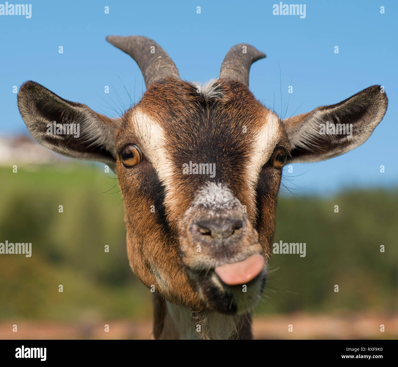Goat headshot hi-res stock photography and images - Alamy
