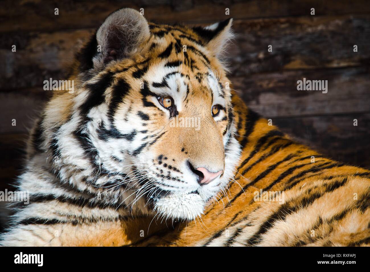 Orange tigers hi-res stock photography and images - Alamy
