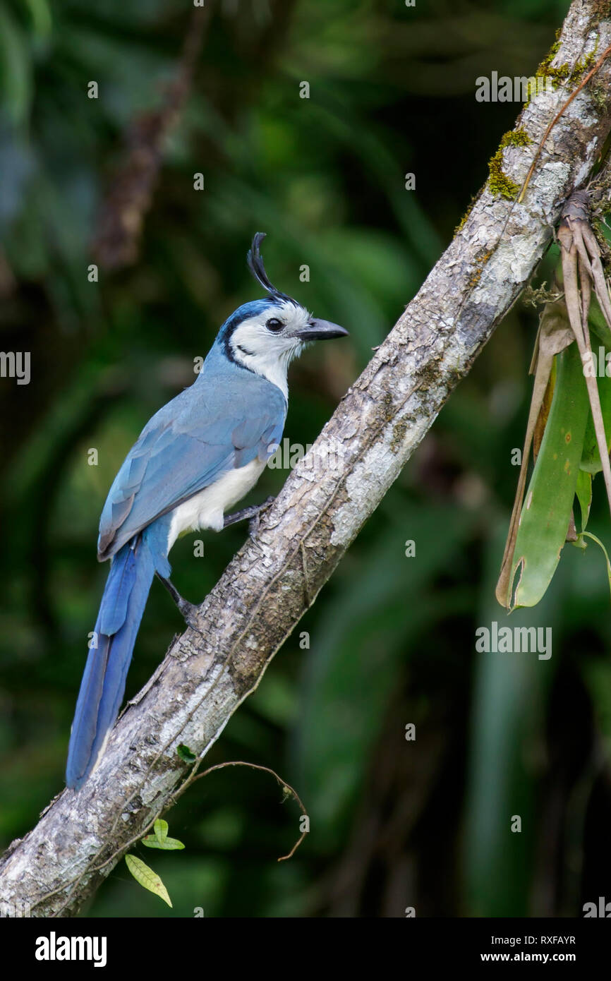 White throated magpie jay hi-res stock photography and images - Alamy