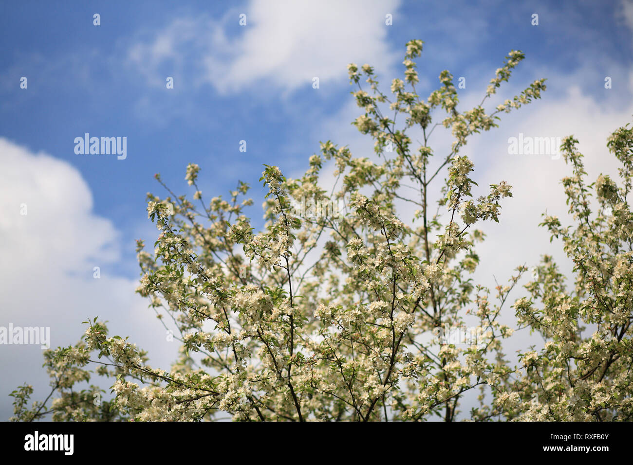 cherry-tree flower at day Stock Photo - Alamy