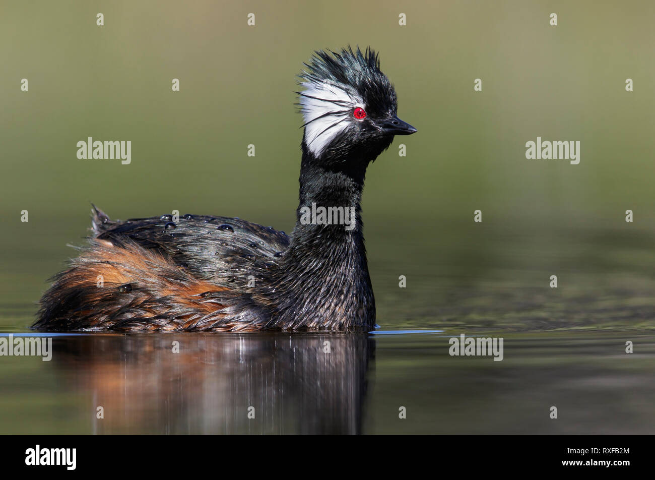 White-tufted Grebe (Rollandia rolland) swimming in a small lake in ...