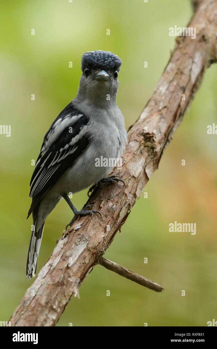 White-winged Becard (Pachyramphus polychopterus) perched on a branch in ...
