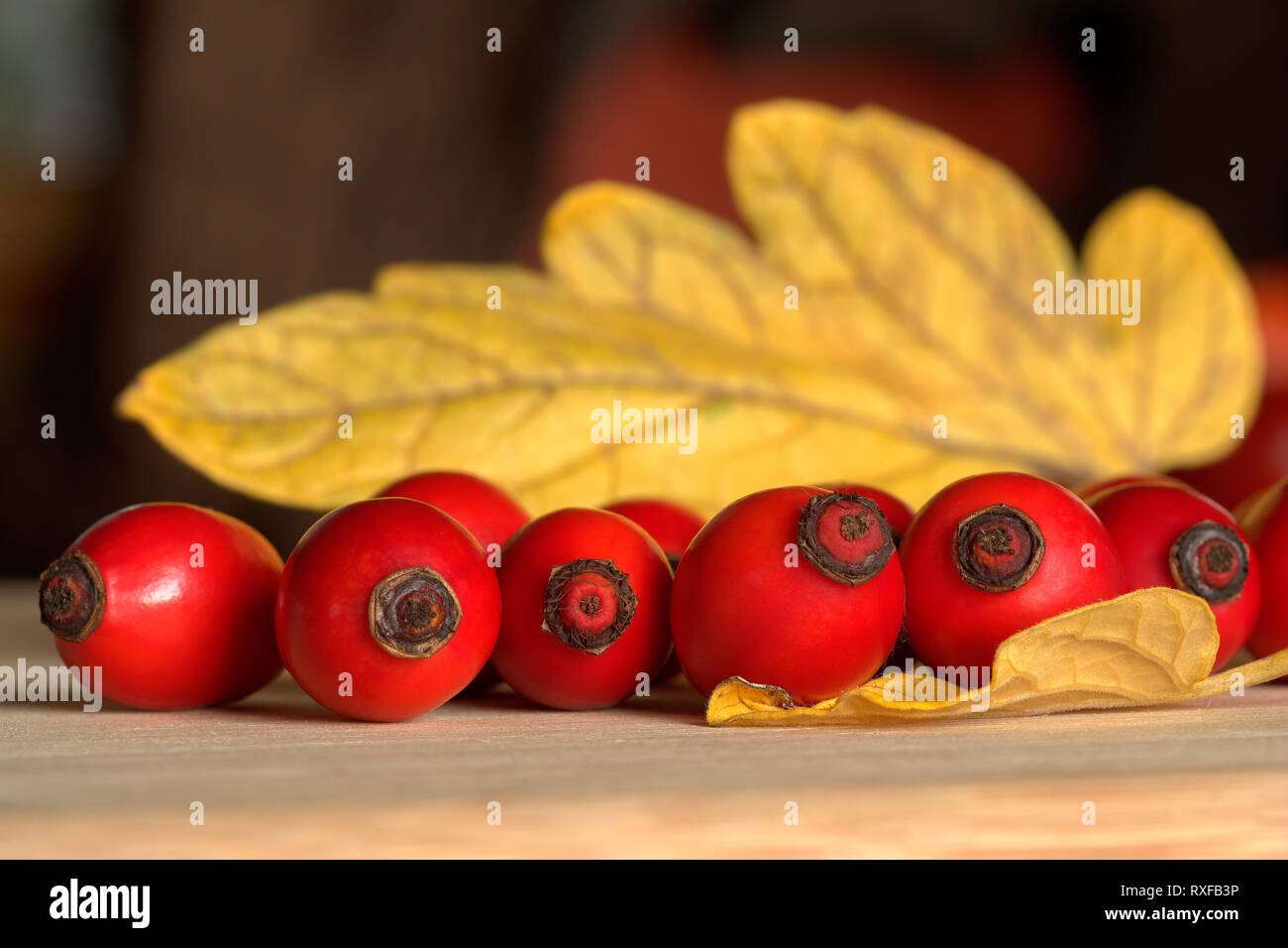 Hagebutten hi-res stock photography and images - Alamy