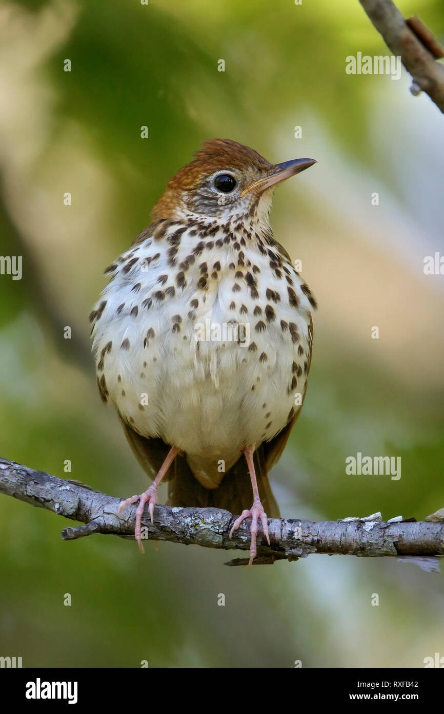 Hylocichla mustelina branch hi-res stock photography and images - Alamy
