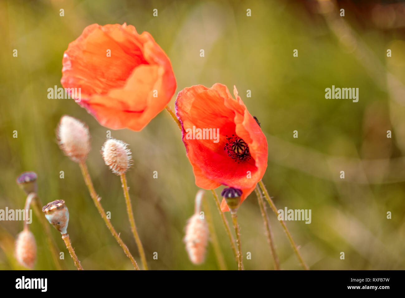 Mohnblume hi-res stock photography and images - Alamy
