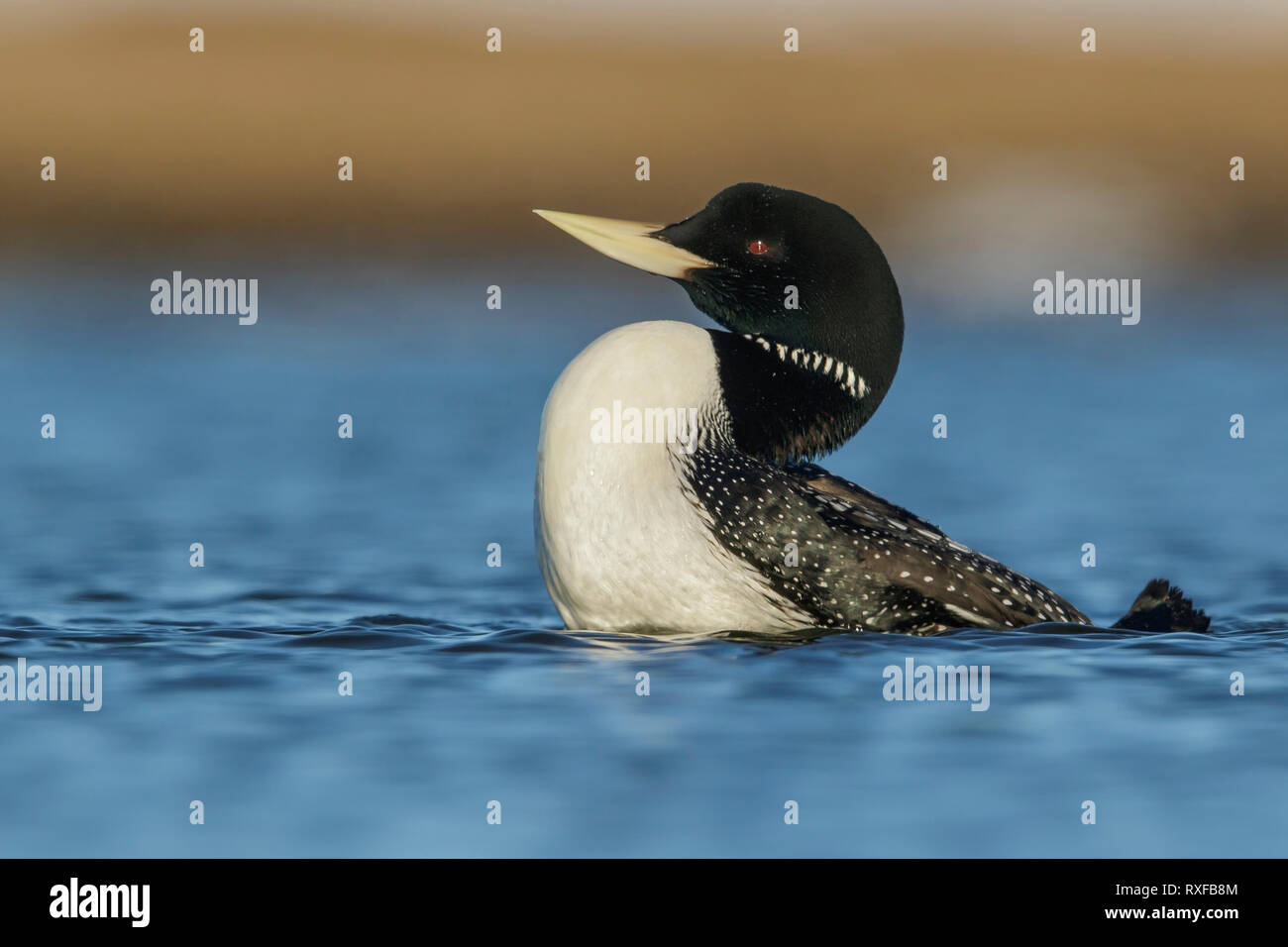 Yellow-billed Loon (Gavia adamsii) feeding on a small pond on the ...