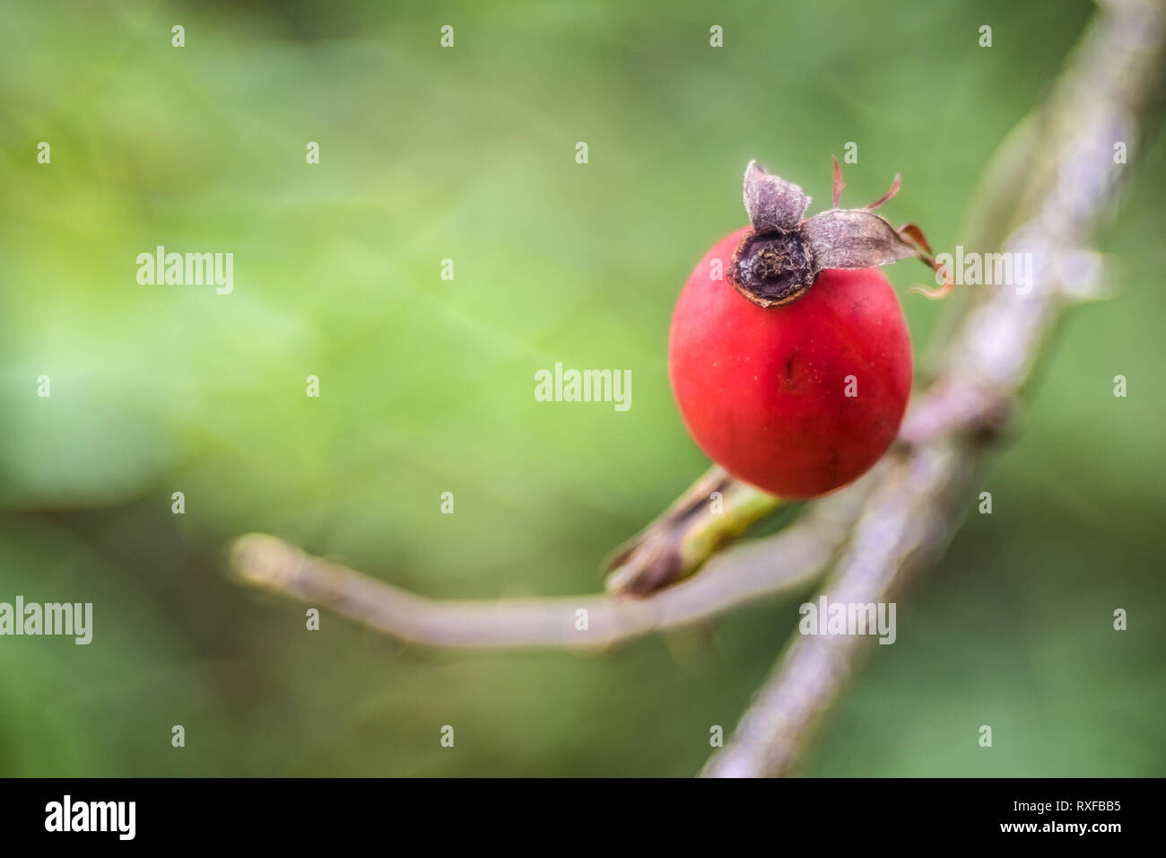 Hagebutte Stock Photos & Hagebutte Stock Images - Alamy