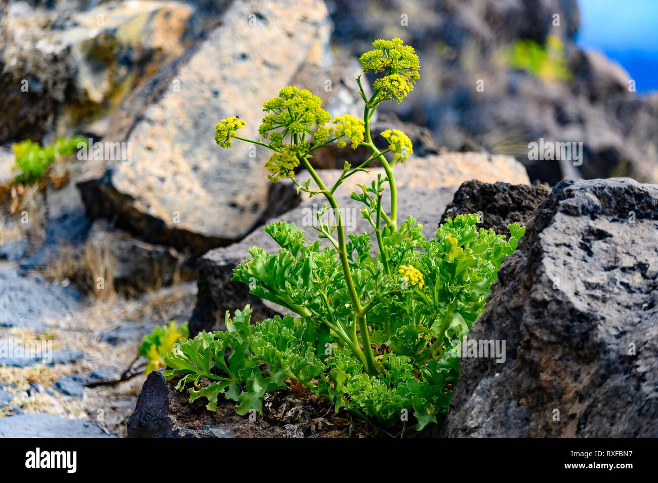 Lava Volcano Plant High Resolution Stock Photography and Images - Alamy