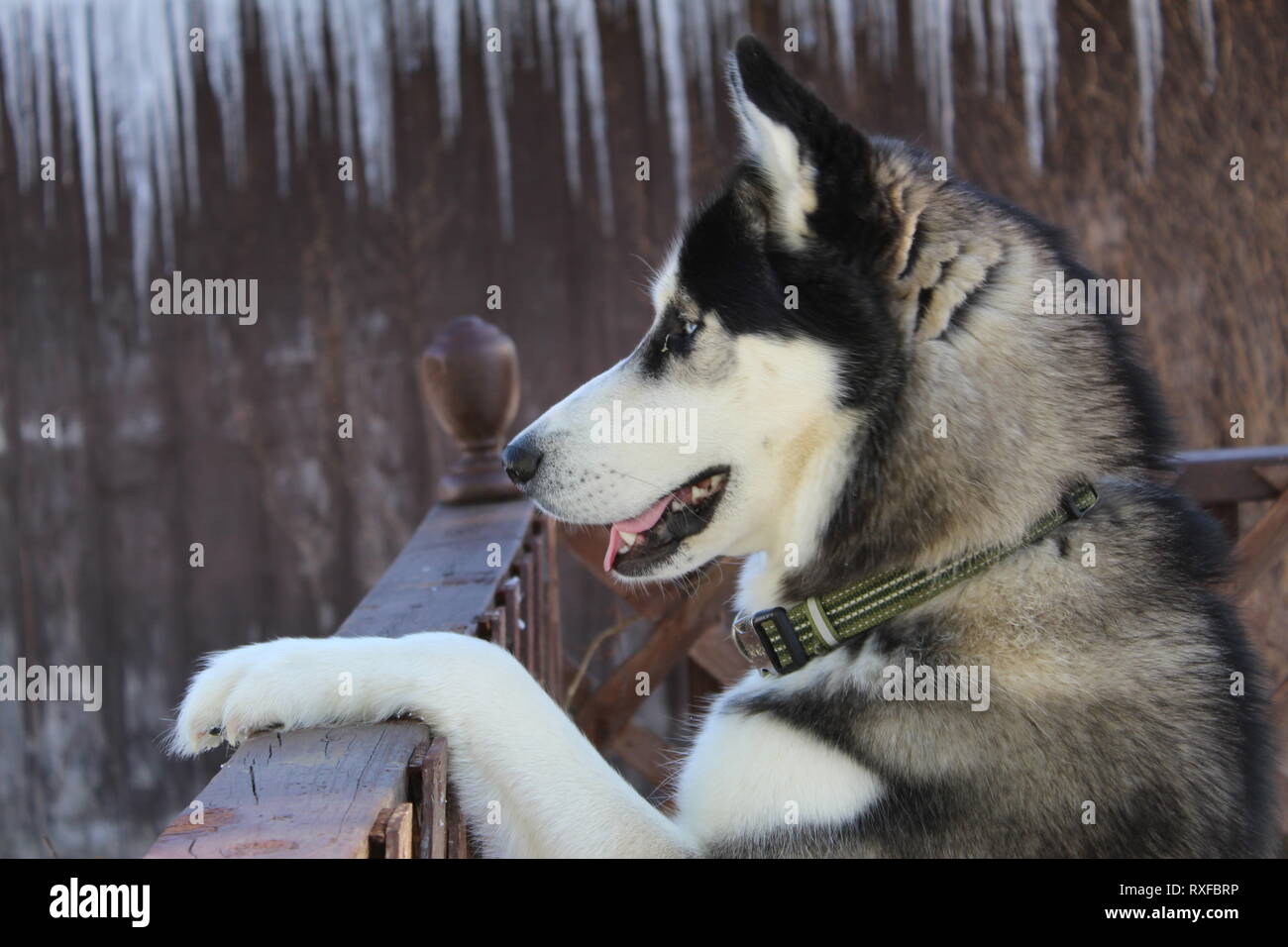 Husky side portrait Stock Photo - Alamy