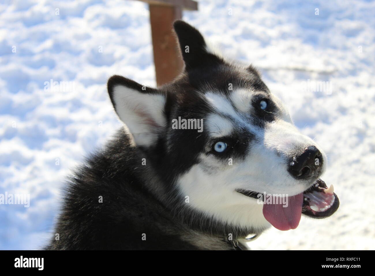 Smiling Husky Portrait Stock Photo - Alamy