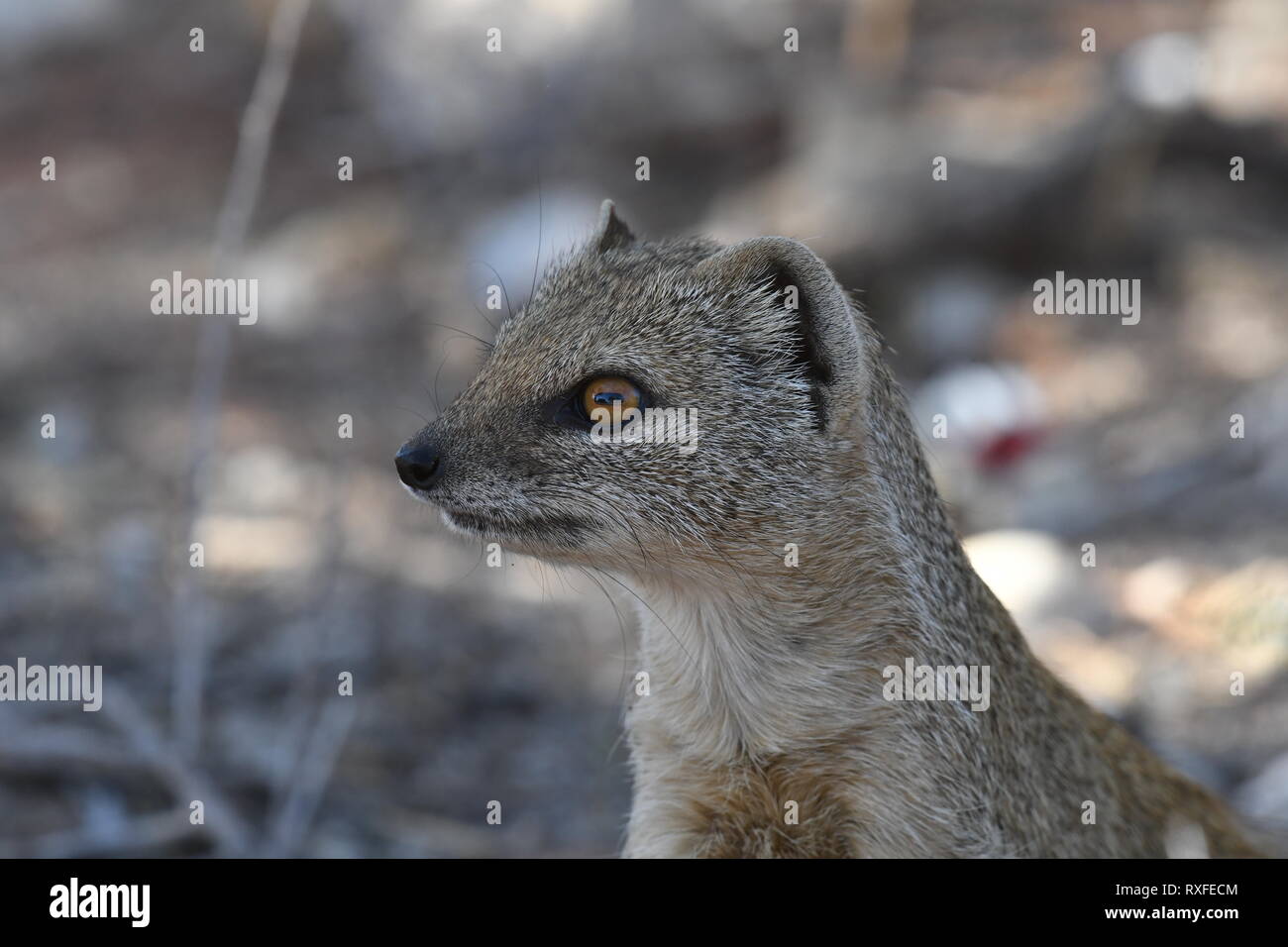 Water mongoose hi-res stock photography and images - Alamy