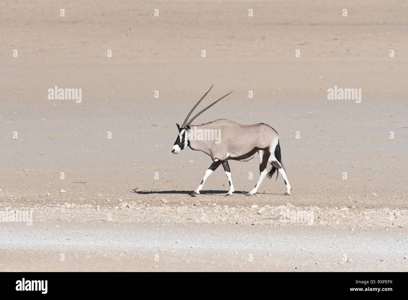 Namibian desert africa gemsbok hi-res stock photography and images - Alamy