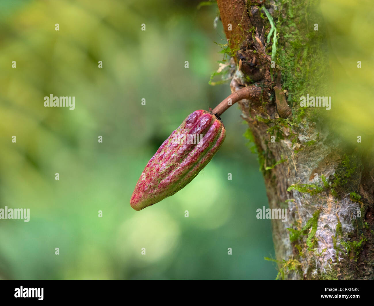Cacao tree Theobroma cacao showing fruit pod Stock Photo - Alamy