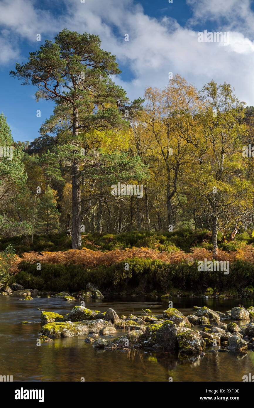 Scots Pine tree by the River Affric, Glen Affric, Highland Region ...