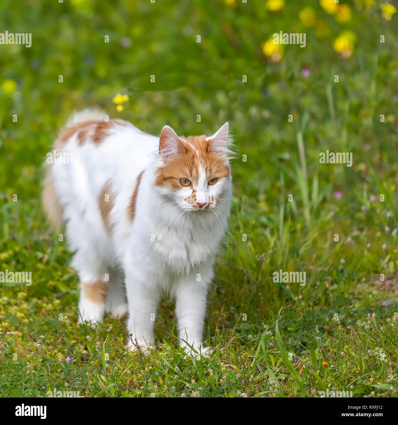 Long haired creature hi-res stock photography and images - Alamy