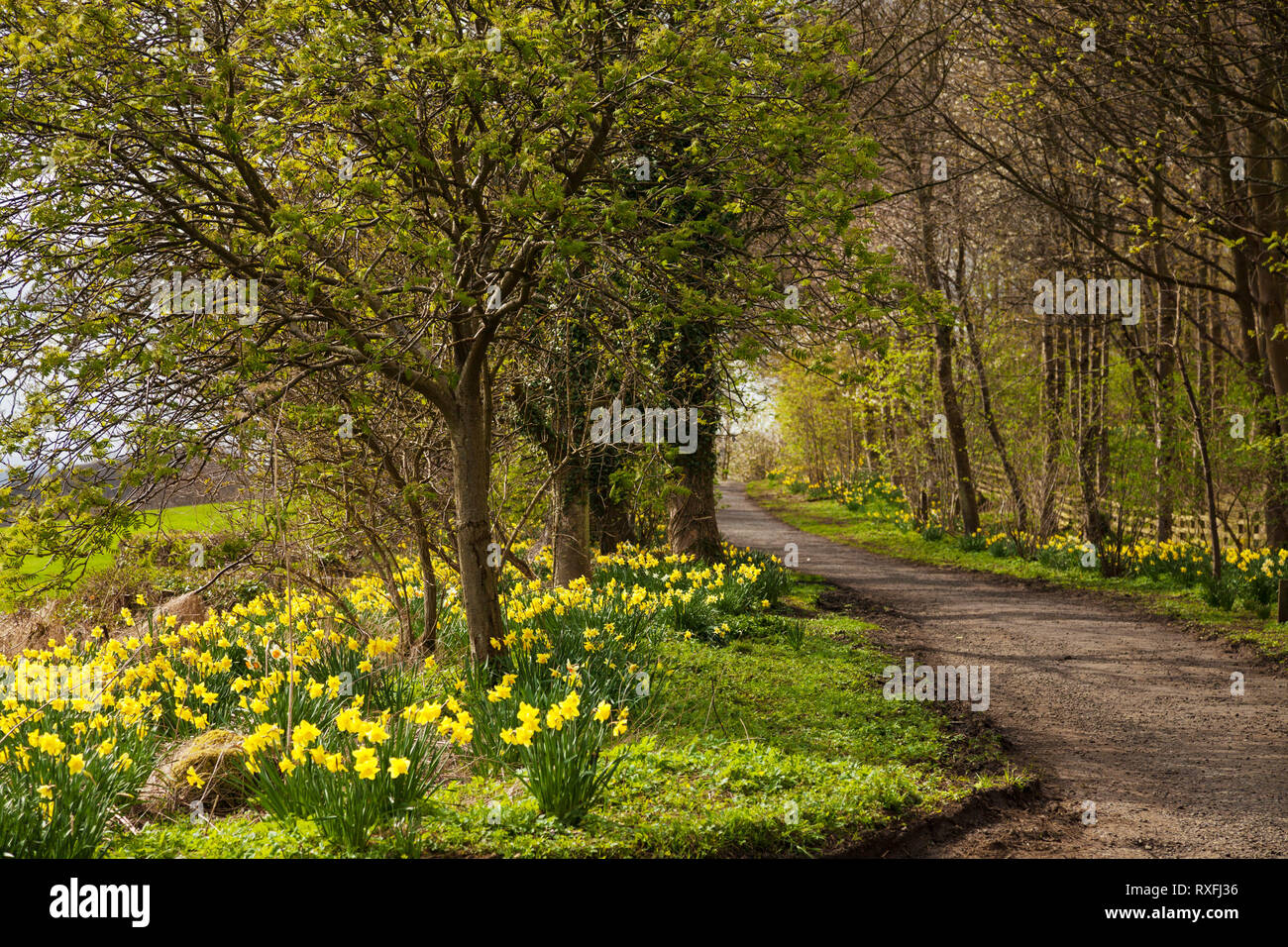 The Fife Coastal Path between Aberdour and Dalgety Bay has thousands of ...