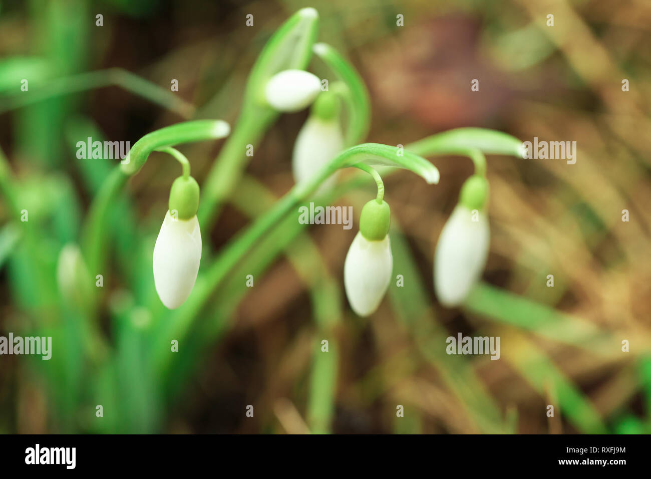Snowdrop spring flowers. Delicate Snowdrop flower is one of the spring ...