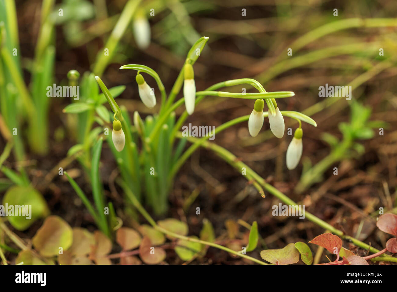 Spring symbols hi-res stock photography and images - Alamy