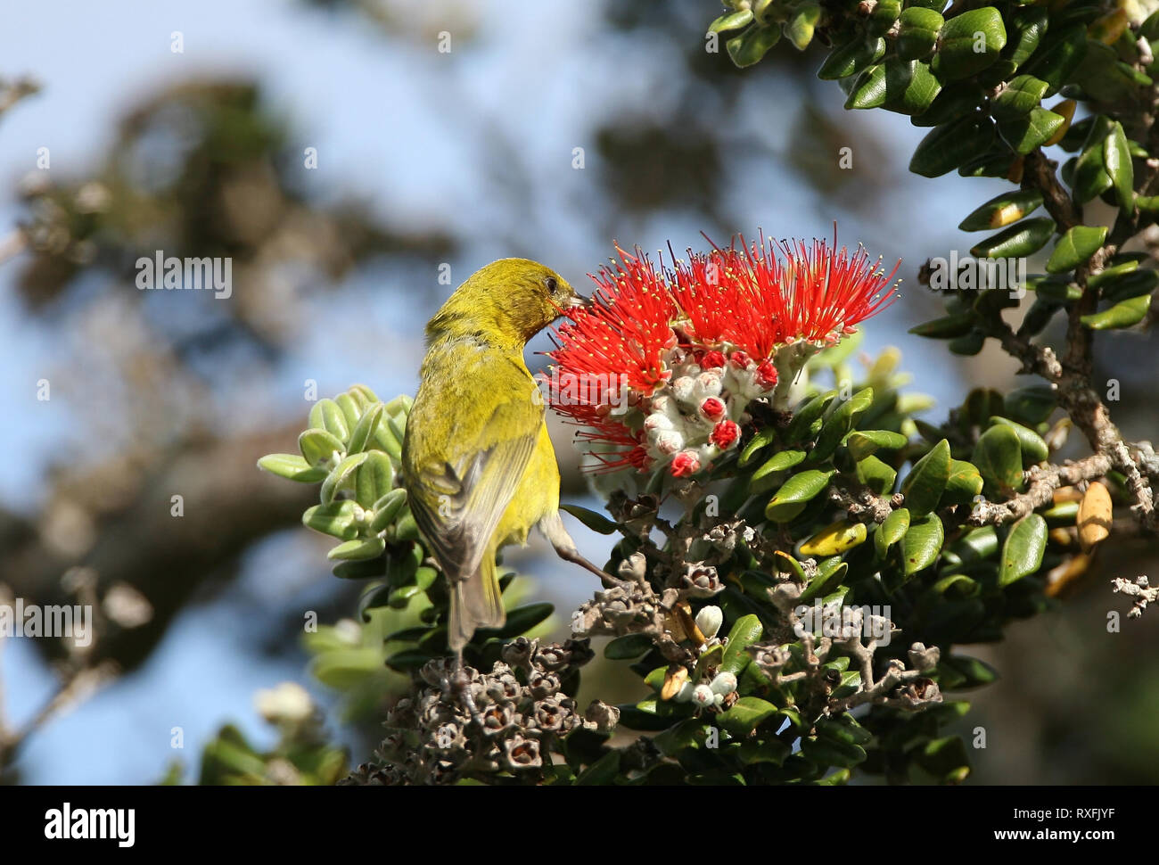 Oahu amakihi and ohia lehua hi-res stock photography and images - Alamy