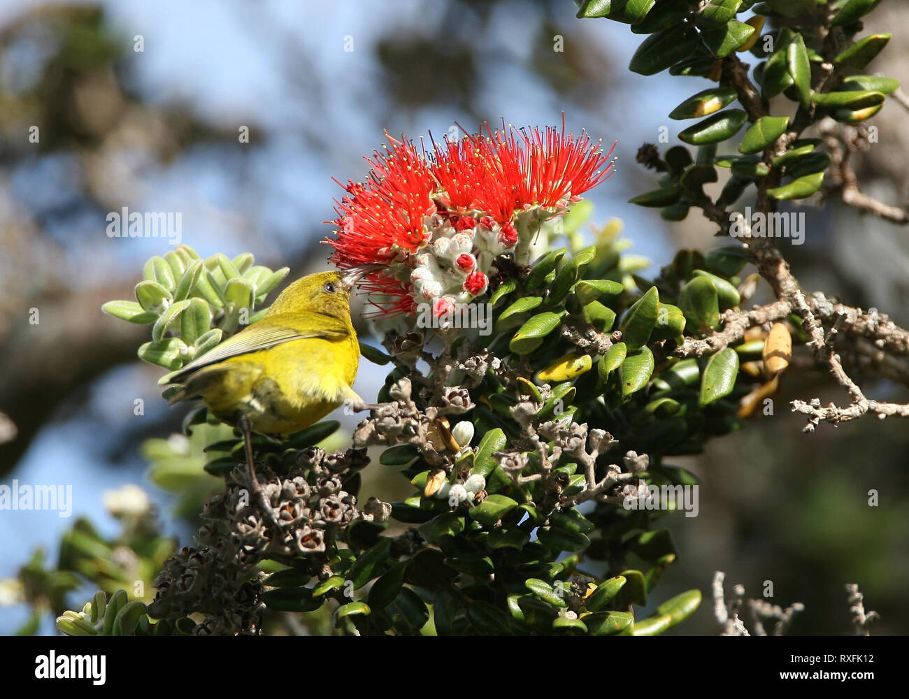 Oahu bird hi-res stock photography and images - Alamy