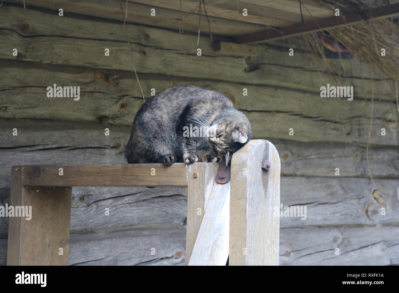 Latvia animals hi-res stock photography and images - Alamy