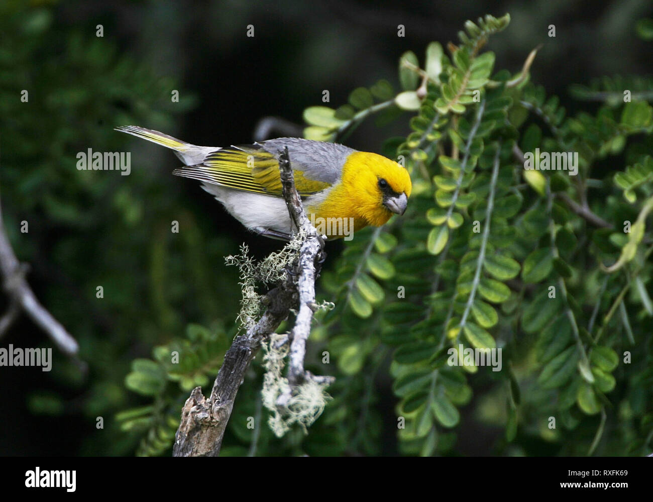 Palila hawaiian islands hi-res stock photography and images - Alamy