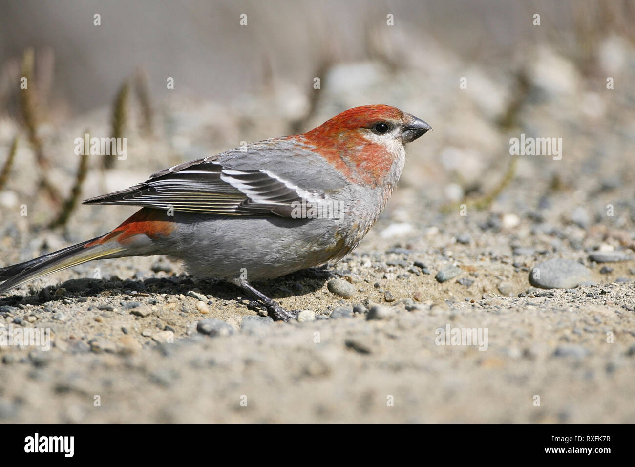 Birds of alaska hi-res stock photography and images - Alamy