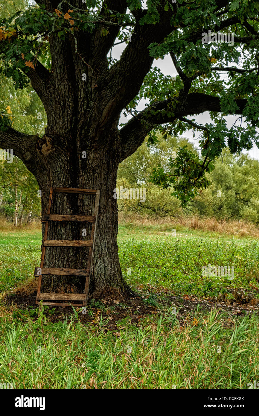 Lonely autumn oak tree with a ladder Stock Photo - Alamy